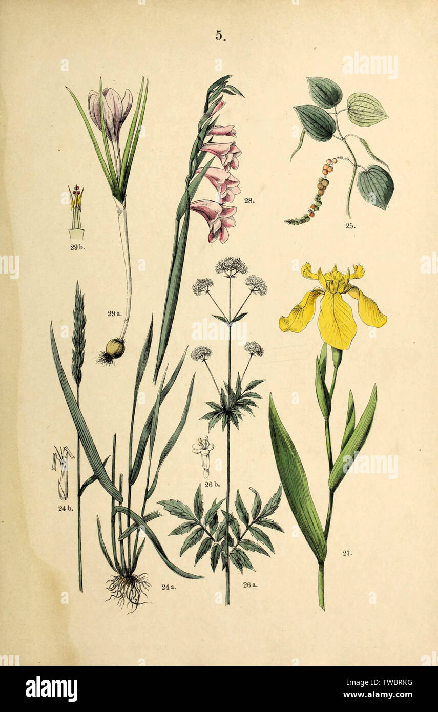 Beautiful vintage hand drawn illustrations of plants and flowers from ...