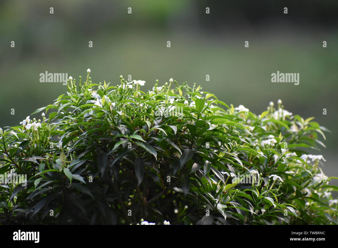 park with shrubs and green lawns, landscape design Stock Photo - Alamy