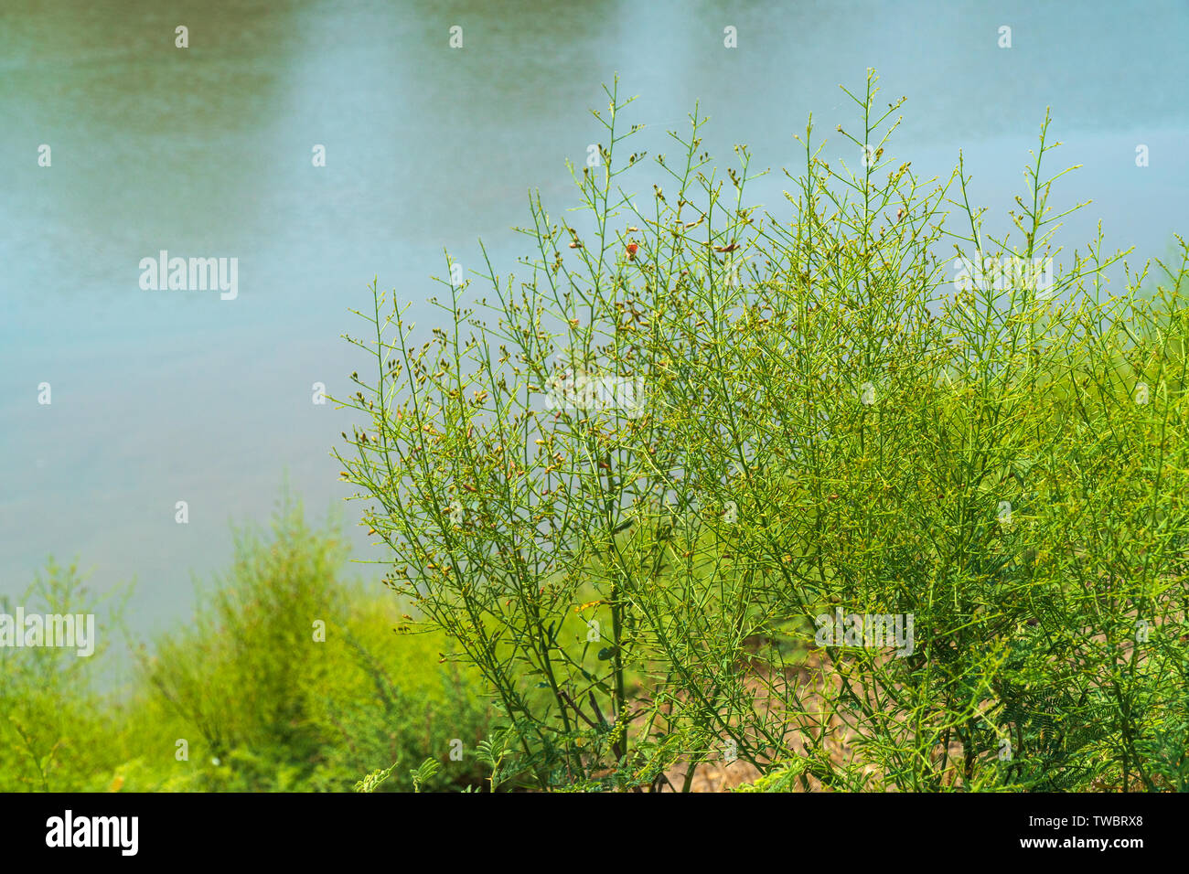 Coast of a wide flat river Stock Photo - Alamy