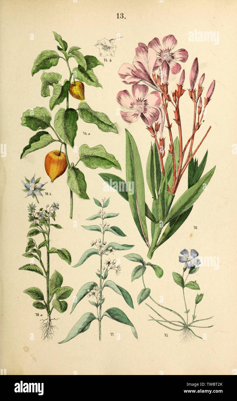 Beautiful vintage hand drawn illustrations of plants and flowers from ...