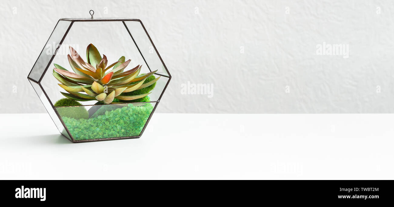 Small garden with succulent plants in glass florarium over grey wall ...