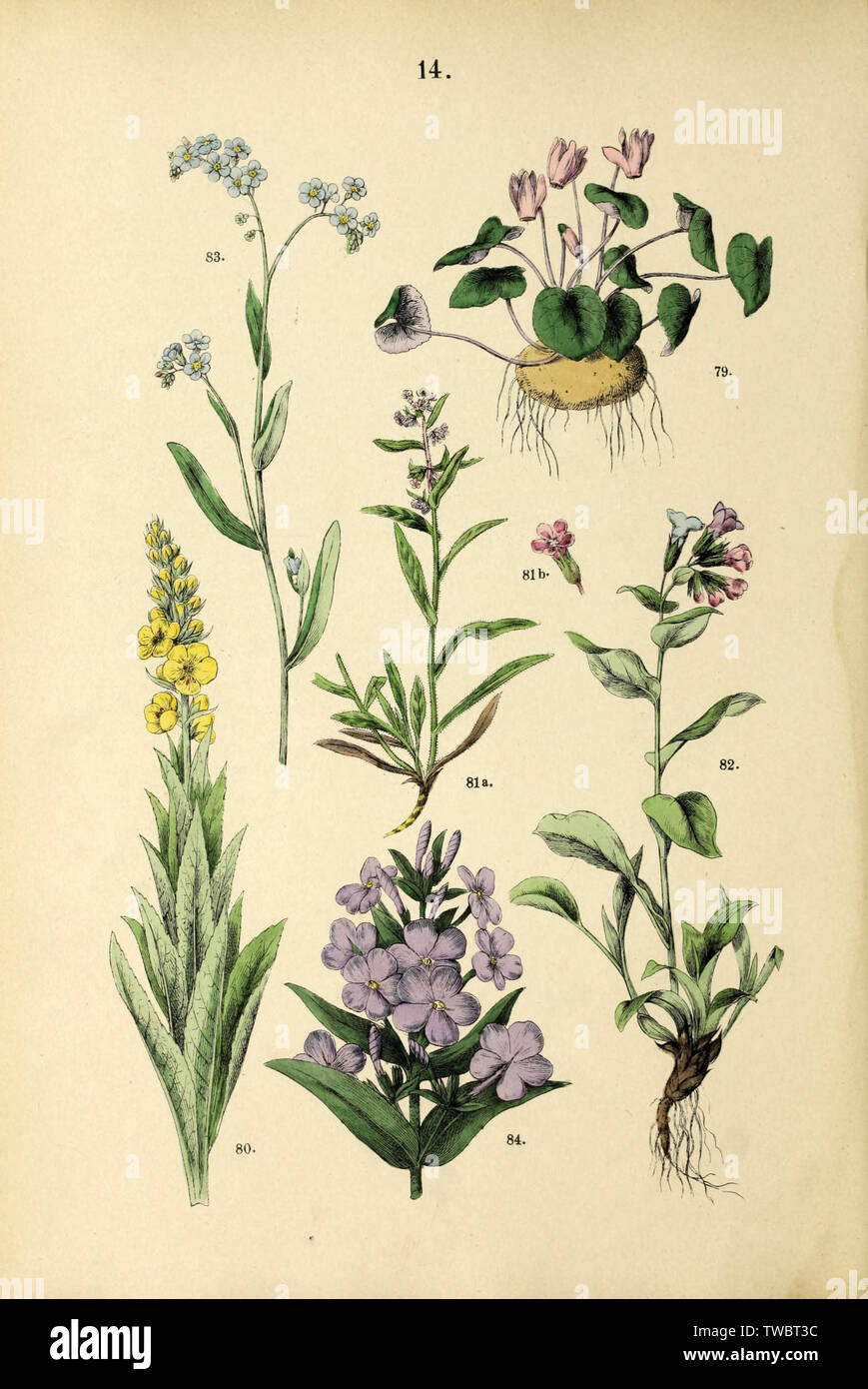 Beautiful vintage hand drawn illustrations of plants and flowers from ...