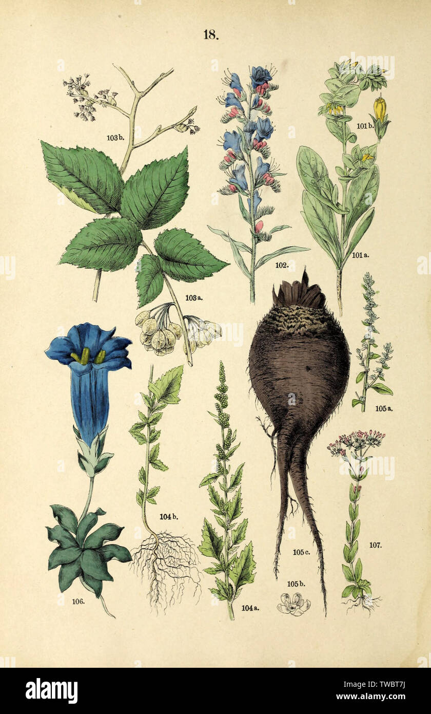 Beautiful vintage hand drawn illustrations of plants and flowers from ...