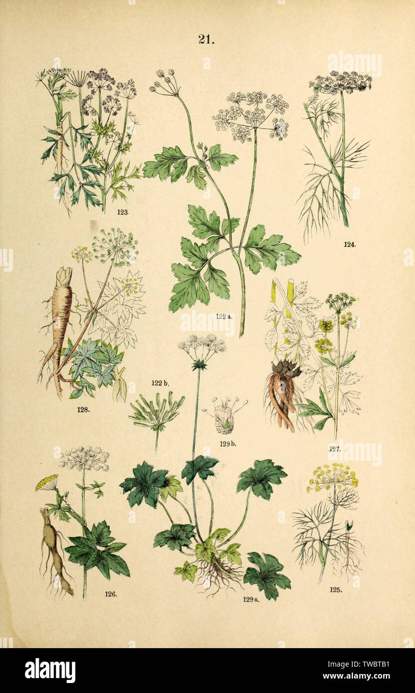 Beautiful vintage hand drawn illustrations of plants and flowers from ...