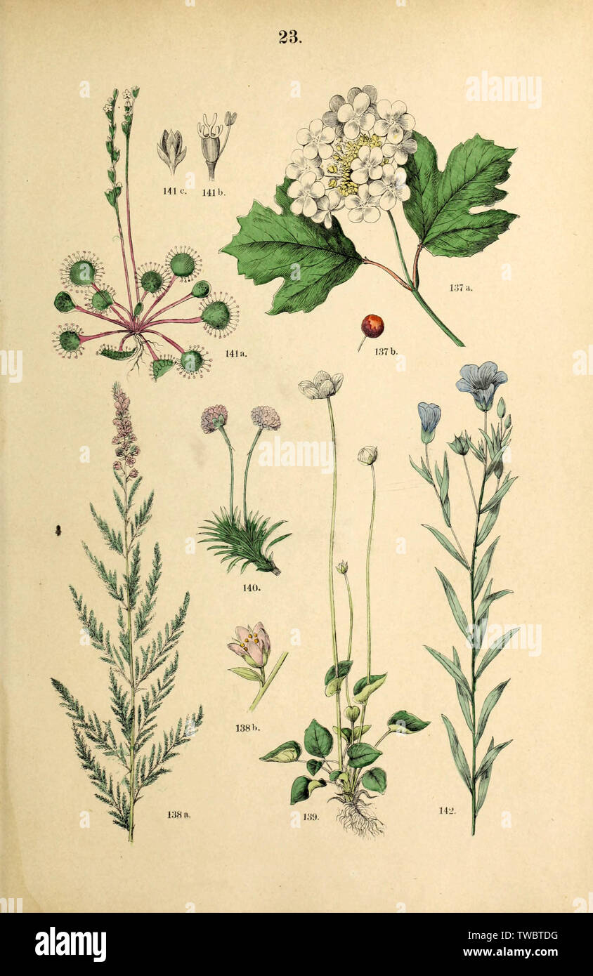 Beautiful vintage hand drawn illustrations of plants and flowers from ...