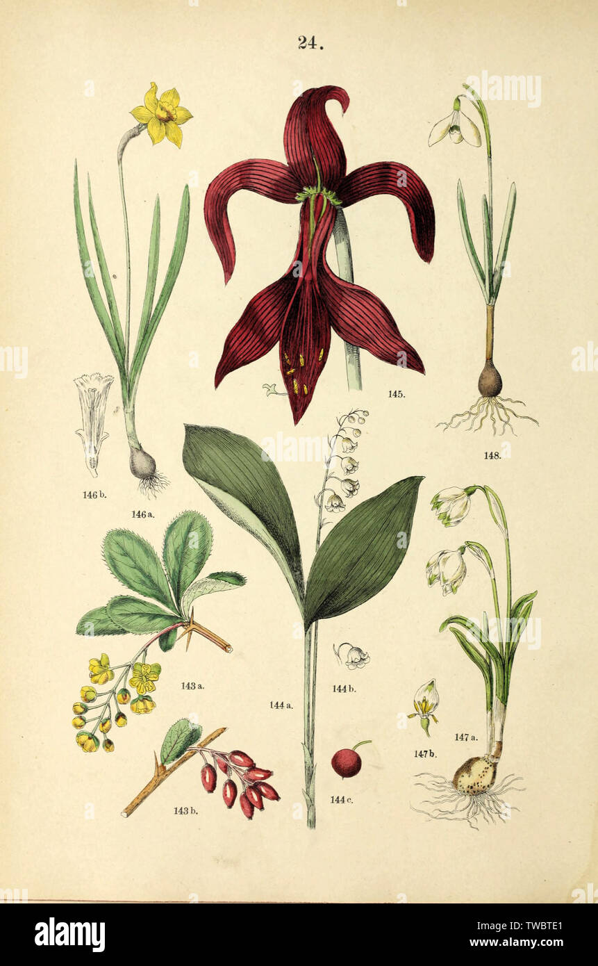 Beautiful vintage hand drawn illustrations of plants and flowers from ...