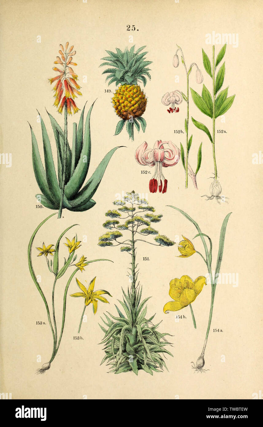 Beautiful vintage hand drawn illustrations of plants and flowers from ...