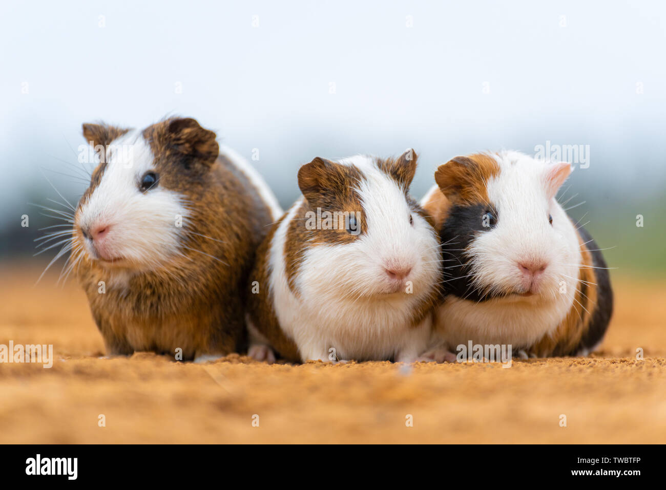 Three adorable guinea pigs in an outdoor clearing Stock Photo - Alamy