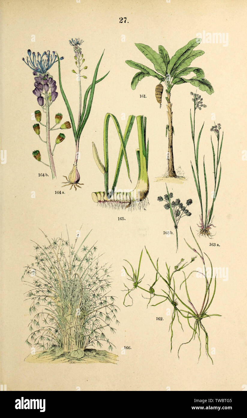 Beautiful vintage hand drawn illustrations of plants and flowers from ...