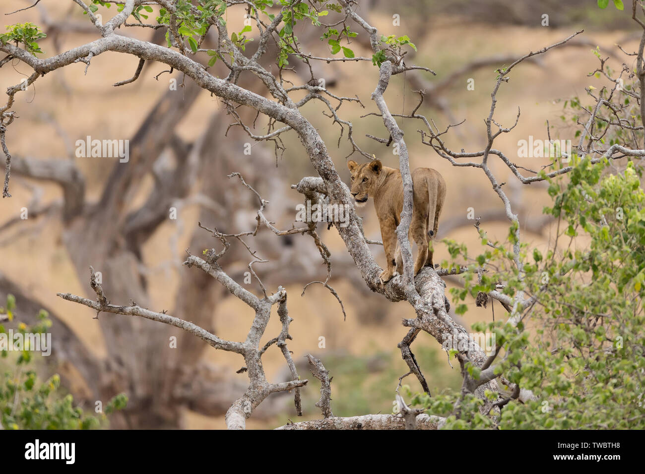 Lion standing up hi-res stock photography and images - Alamy