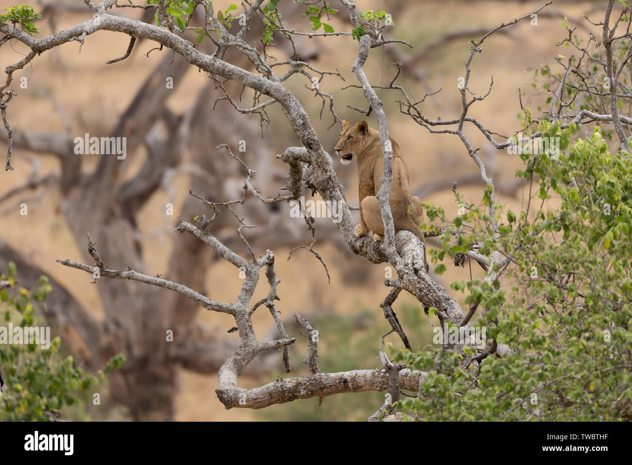 Tree climbing lion hi-res stock photography and images - Alamy