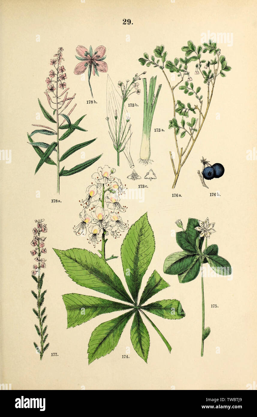 Beautiful vintage hand drawn illustrations of plants and flowers from ...