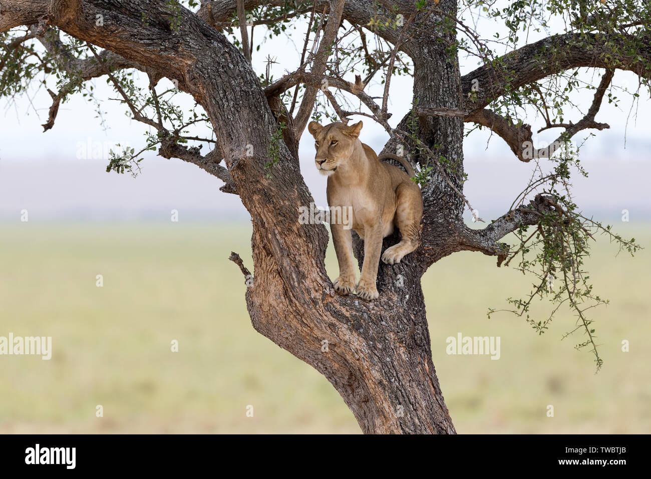 Lion up tree hi-res stock photography and images - Alamy