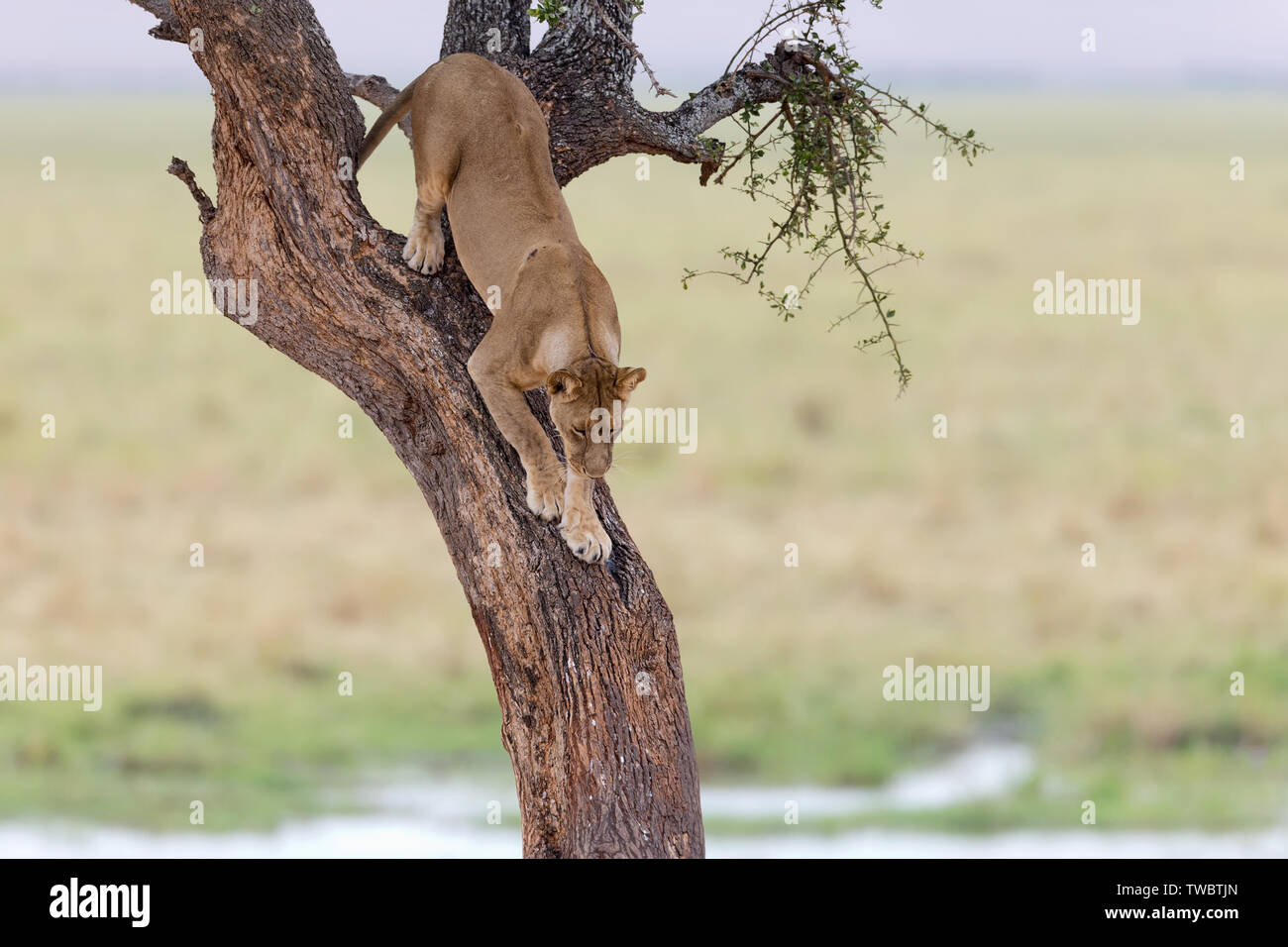 Tree climbing lion hi-res stock photography and images - Alamy
