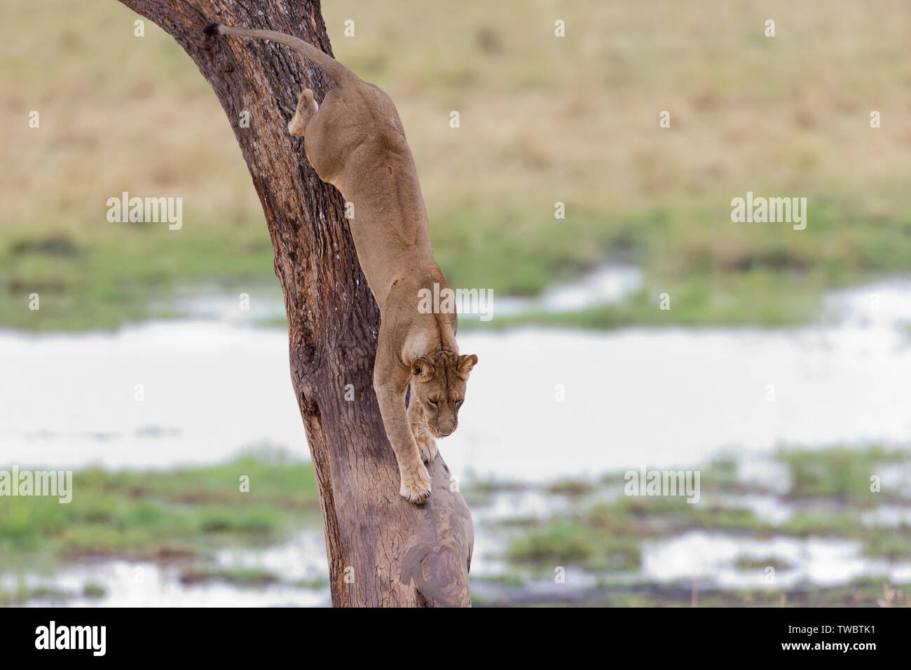 Tree climbing lion hi-res stock photography and images - Alamy