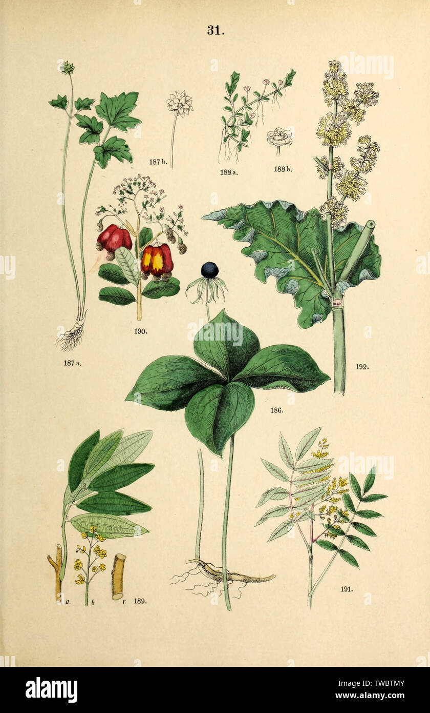 Beautiful vintage hand drawn illustrations of plants and flowers from ...