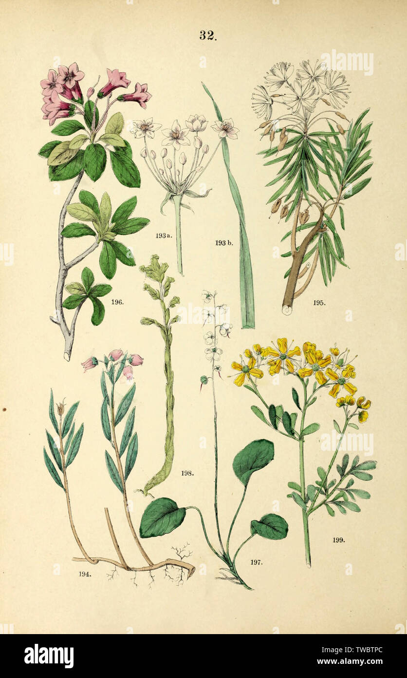 Beautiful vintage hand drawn illustrations of plants and flowers from ...