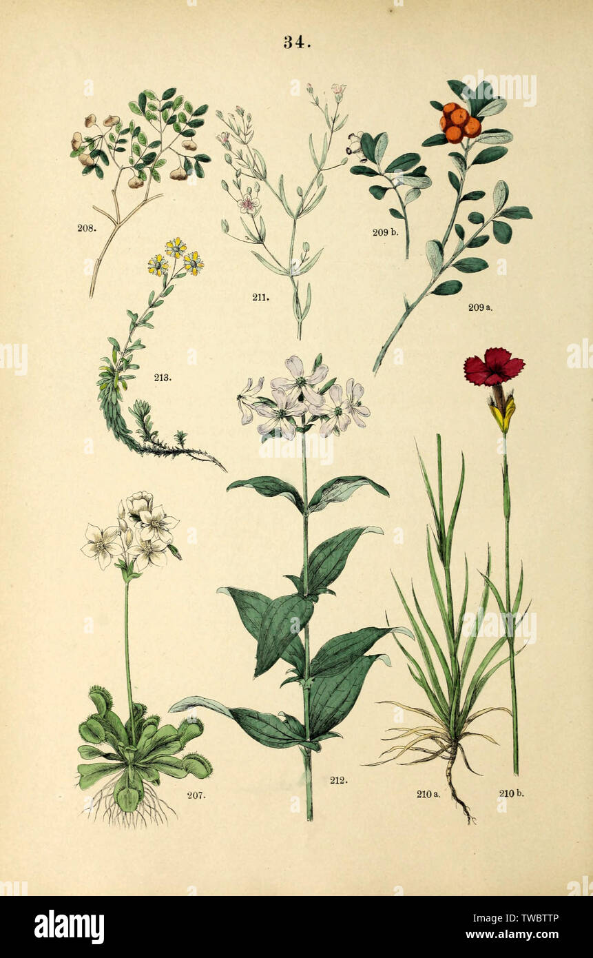 Beautiful vintage hand drawn illustrations of plants and flowers from ...