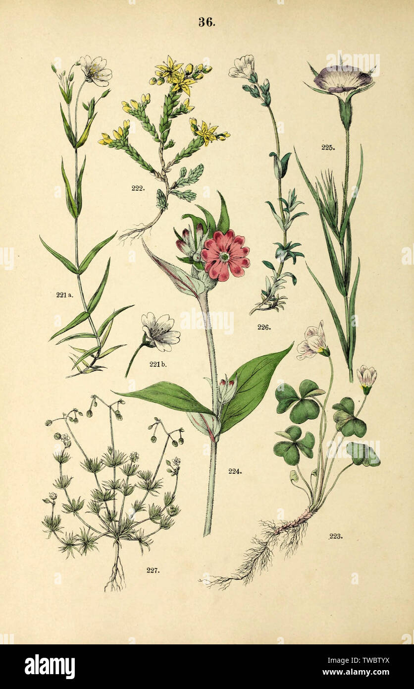 Beautiful vintage hand drawn illustrations of plants and flowers from ...