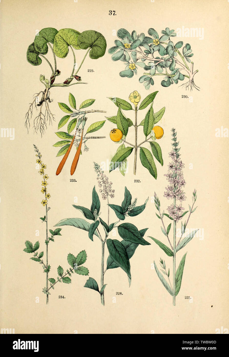 Beautiful vintage hand drawn illustrations of plants and flowers from ...