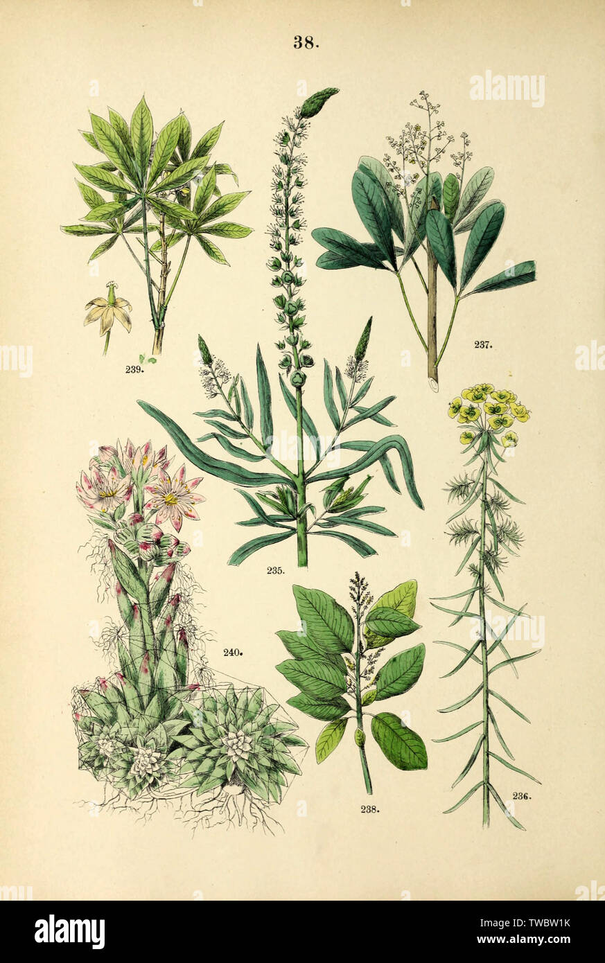 Beautiful vintage hand drawn illustrations of plants and flowers from ...