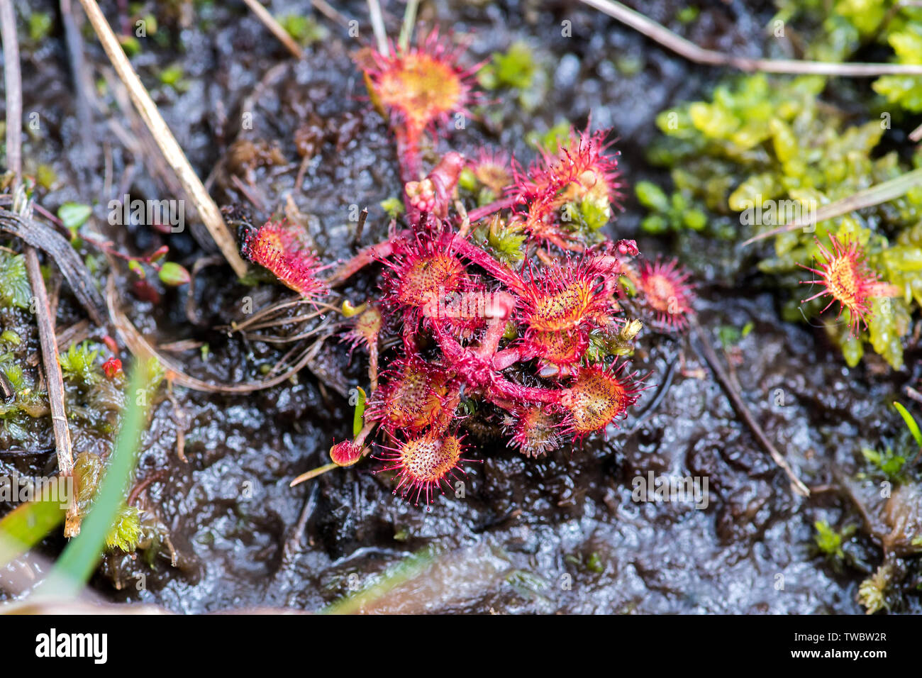 Roundleaf sundews drosera rotundifolia hi-res stock photography and ...