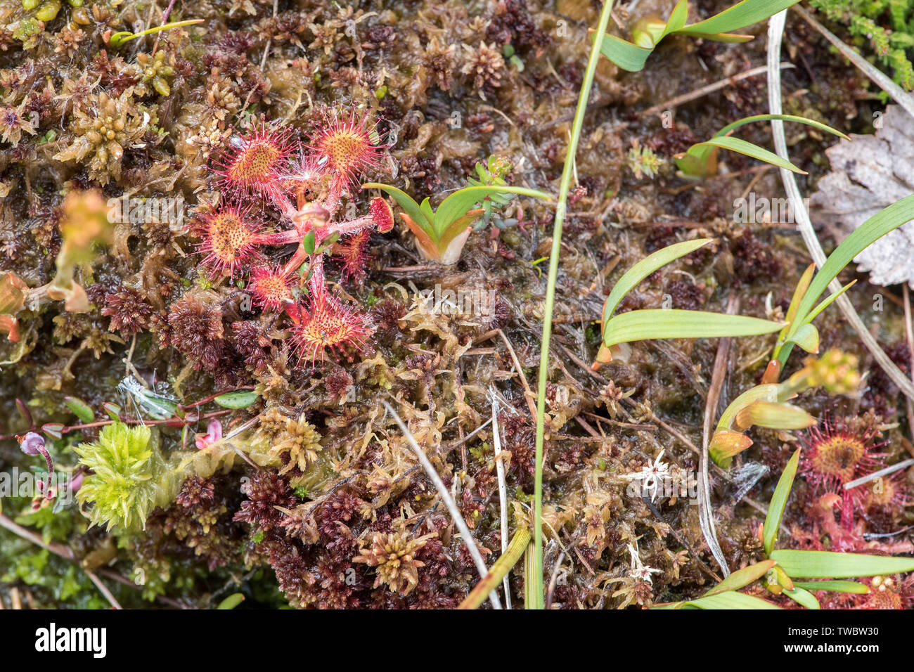 Roundleaf sundews drosera rotundifolia hi-res stock photography and ...