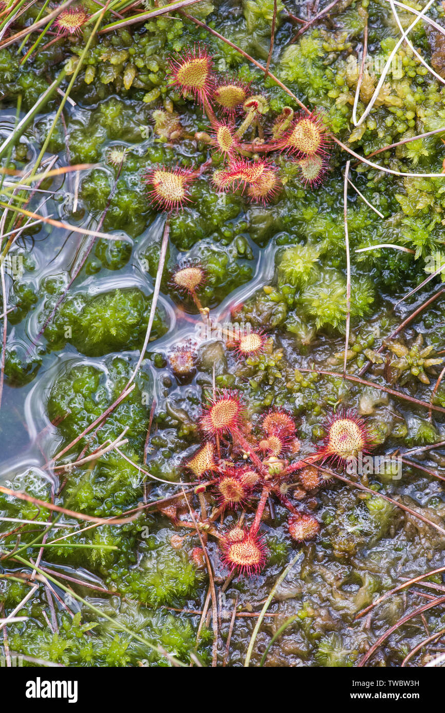 Roundleaf sundews hi-res stock photography and images - Alamy