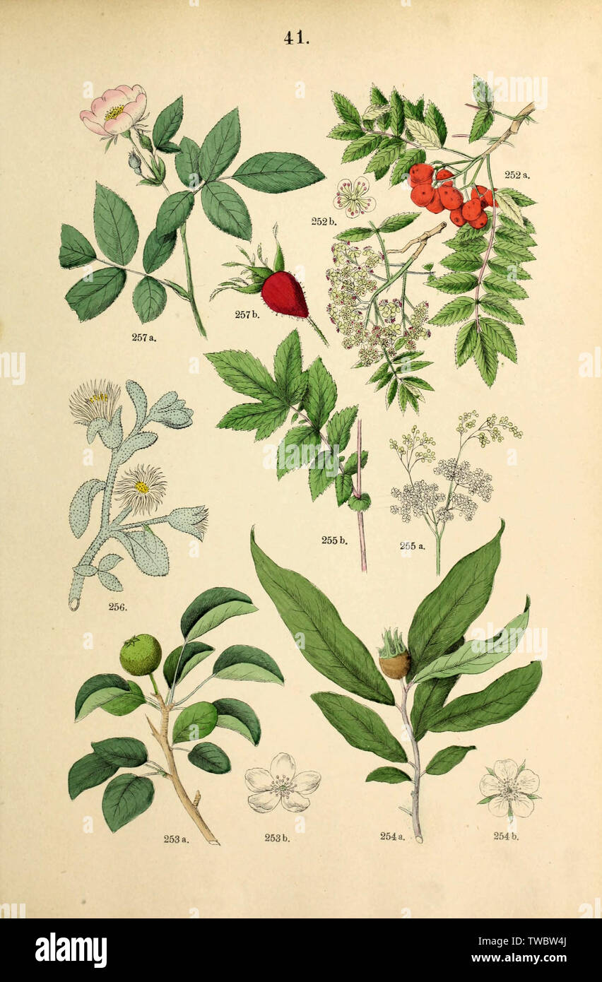 Beautiful vintage hand drawn illustrations of plants and flowers from ...