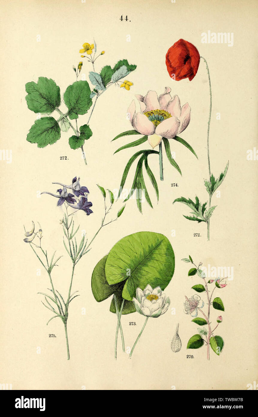 Beautiful vintage hand drawn illustrations of plants and flowers from ...