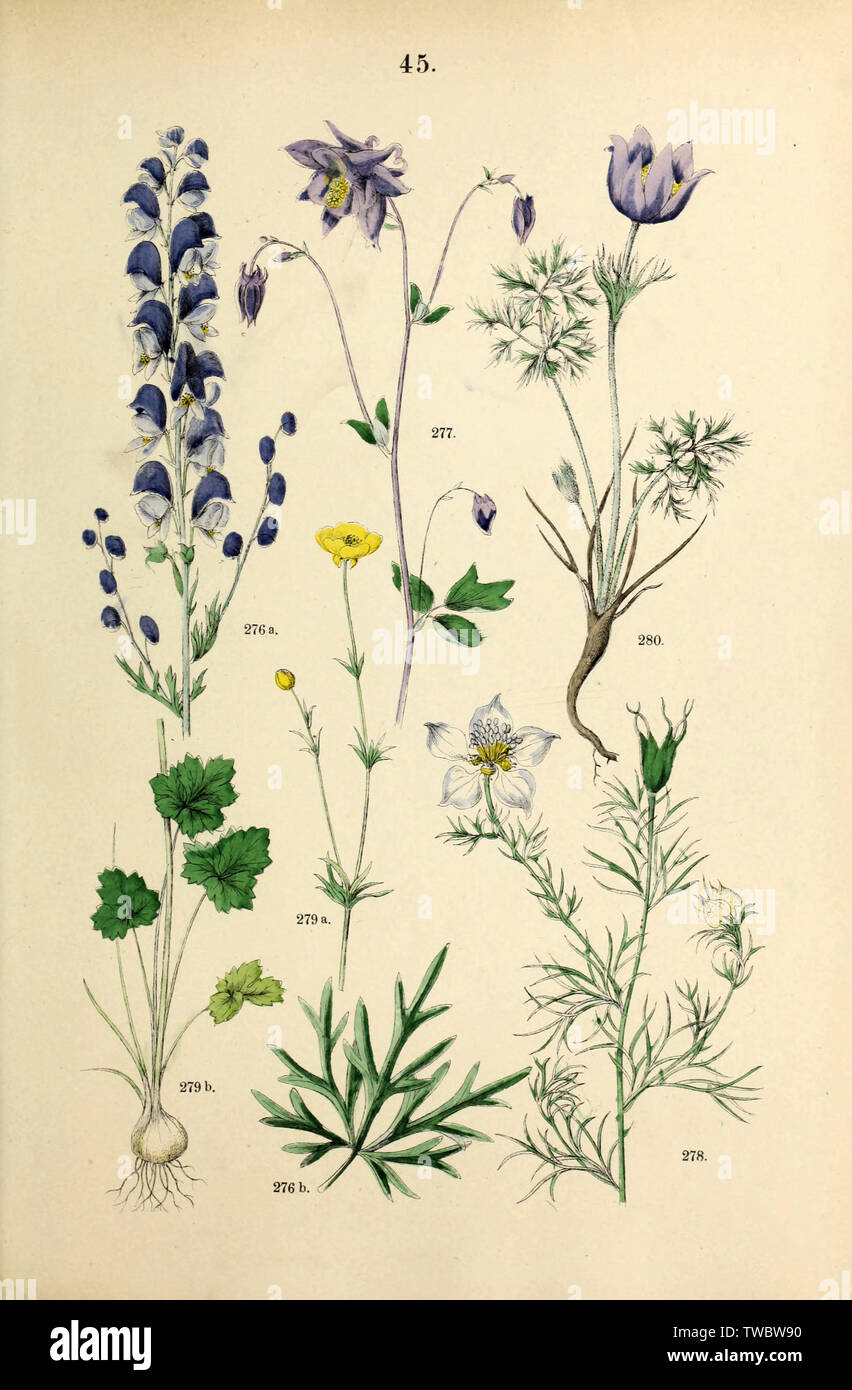 Beautiful vintage hand drawn illustrations of plants and flowers from ...