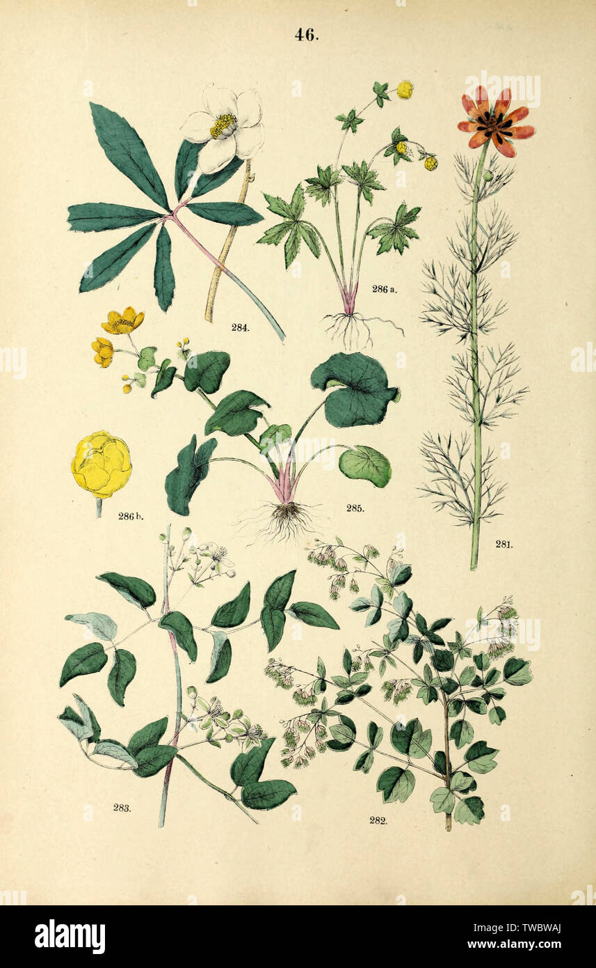 Beautiful vintage hand drawn illustrations of plants and flowers from ...