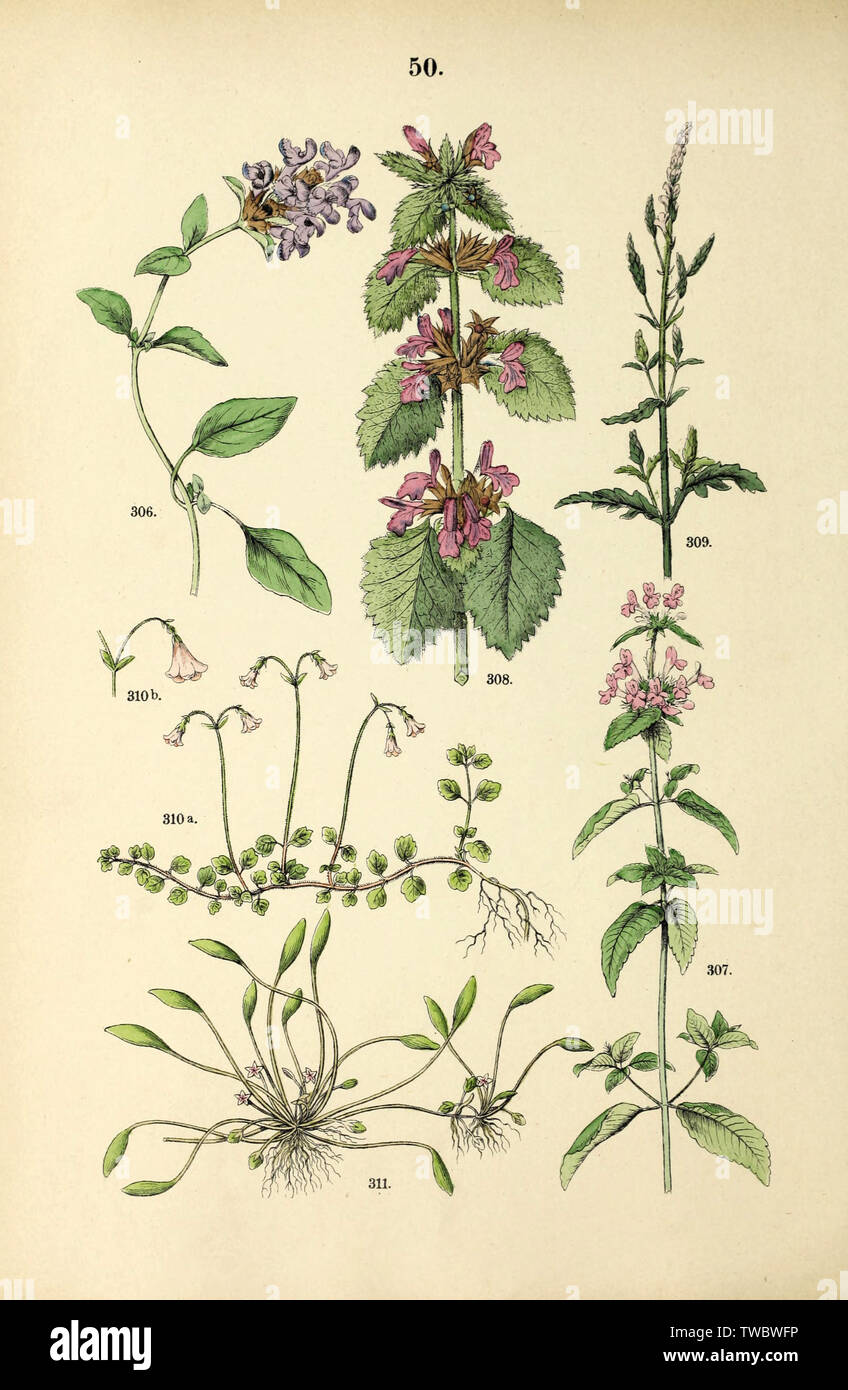 Beautiful vintage hand drawn illustrations of plants and flowers from ...