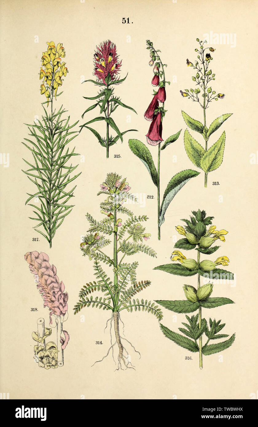 Beautiful vintage hand drawn illustrations of plants and flowers from ...