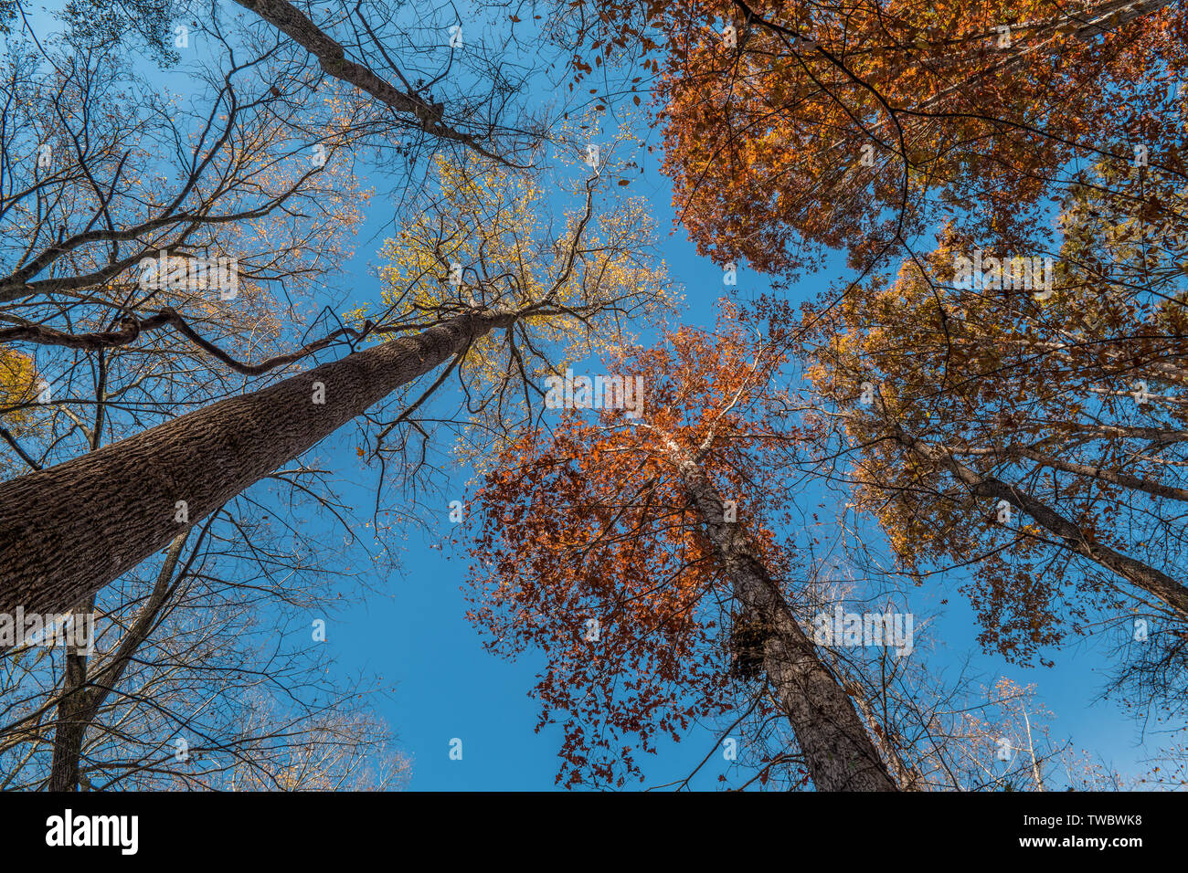 Looking up at tall trees hi-res stock photography and images - Alamy