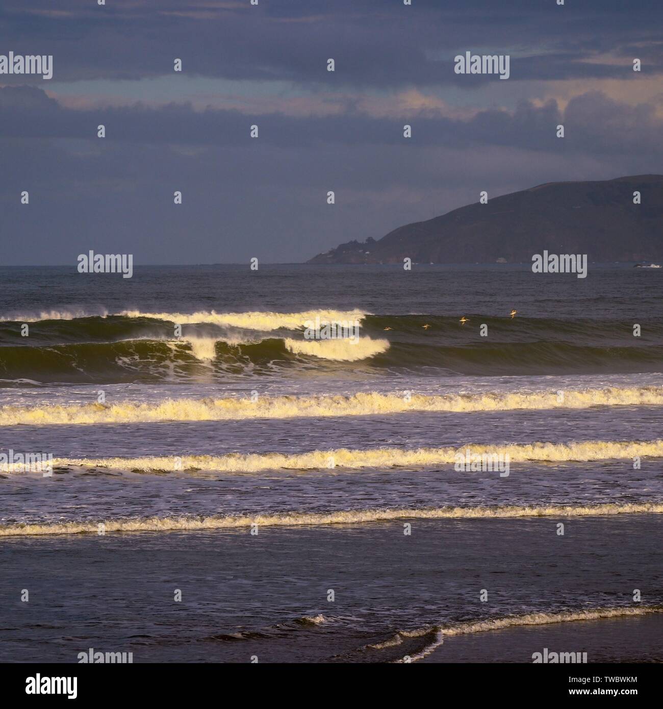 Pismo beach pelican hi-res stock photography and images - Alamy