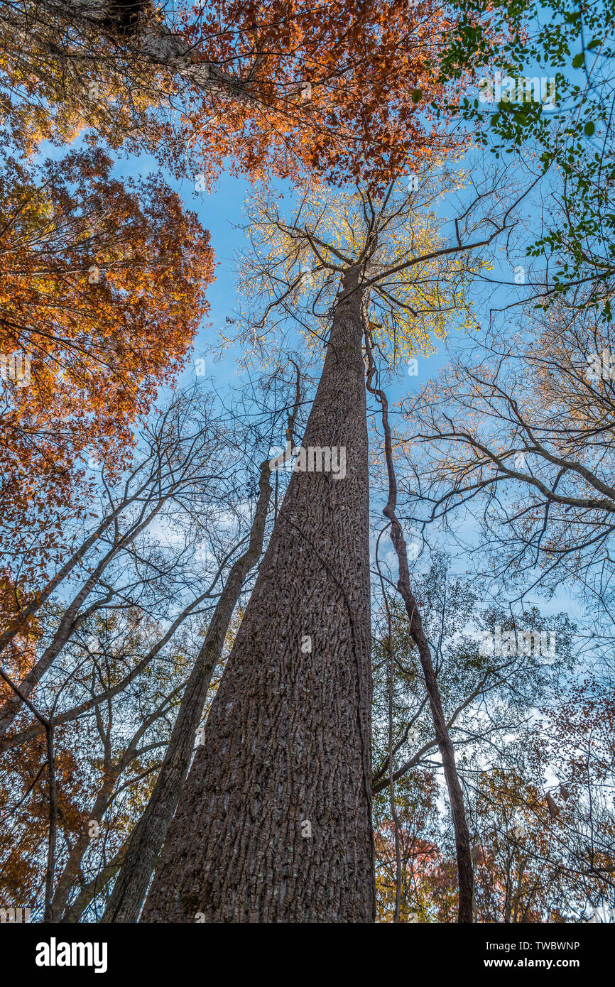 Looking up large trunk to canopy of leaves hi-res stock photography and ...
