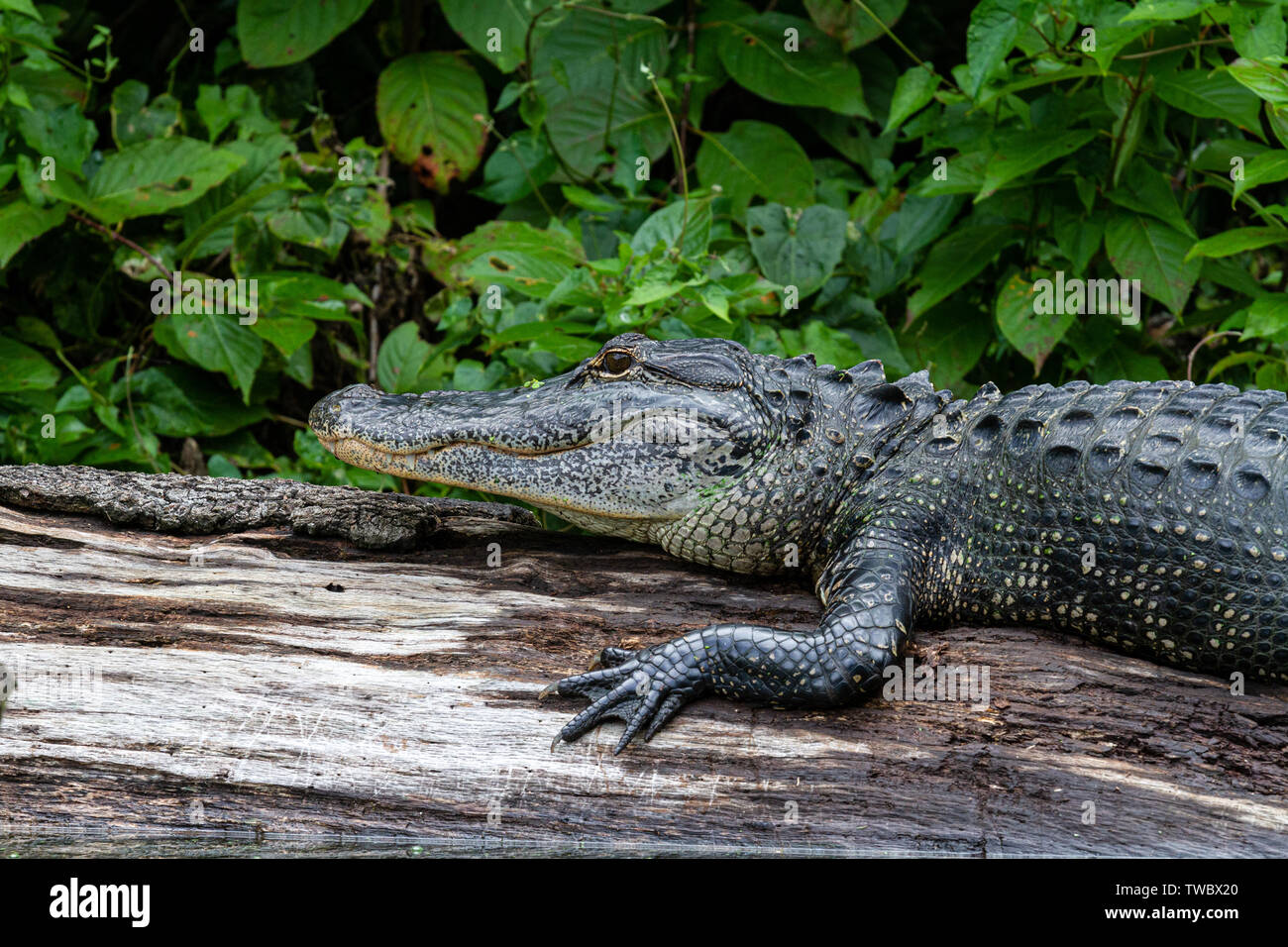 Adult alligator resting on a log Stock Photo - Alamy