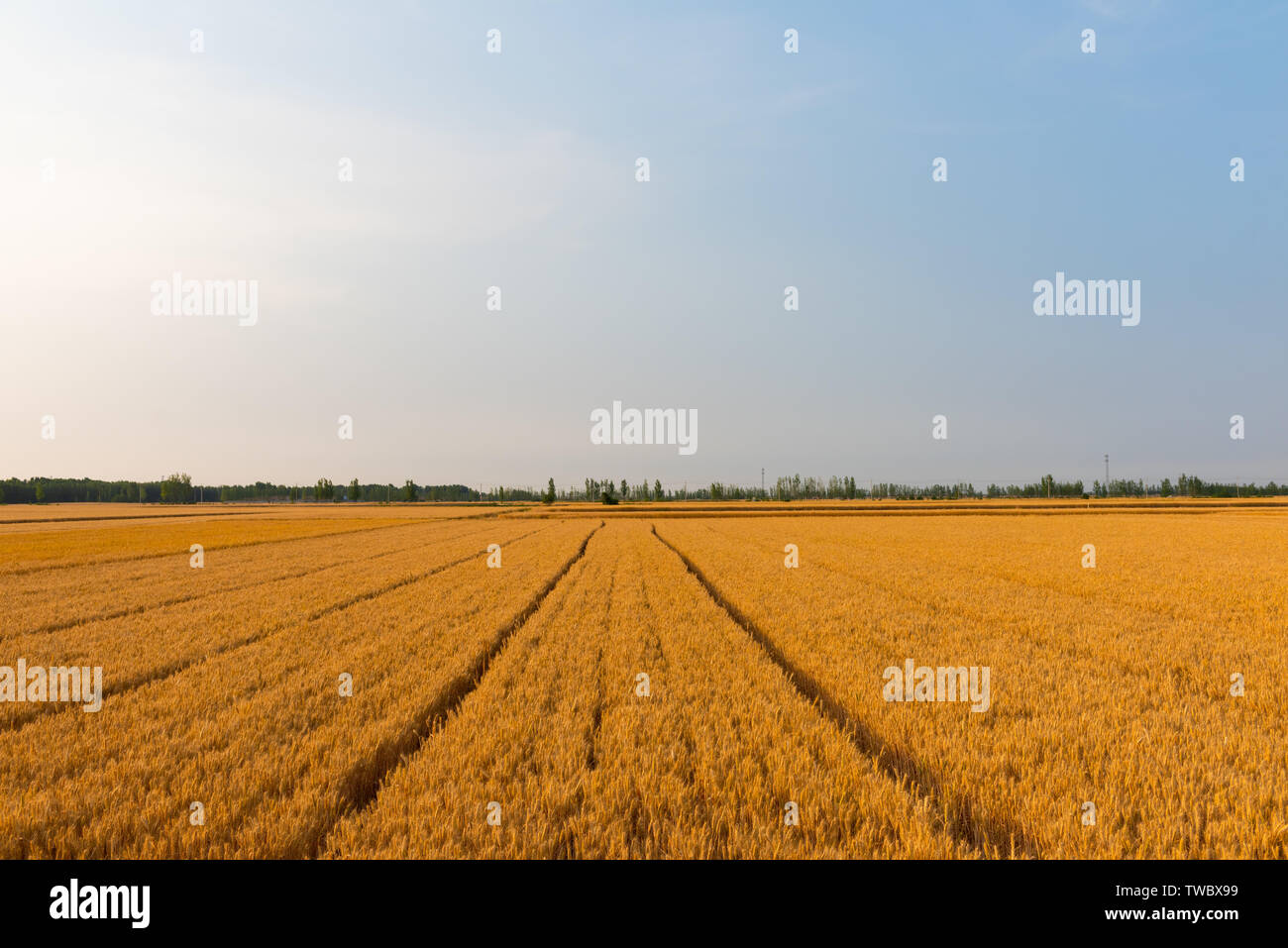 Rye fields in summer Stock Photo - Alamy