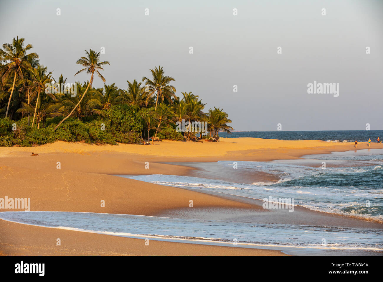 Coconut Tree Beach at sunset Stock Photo - Alamy