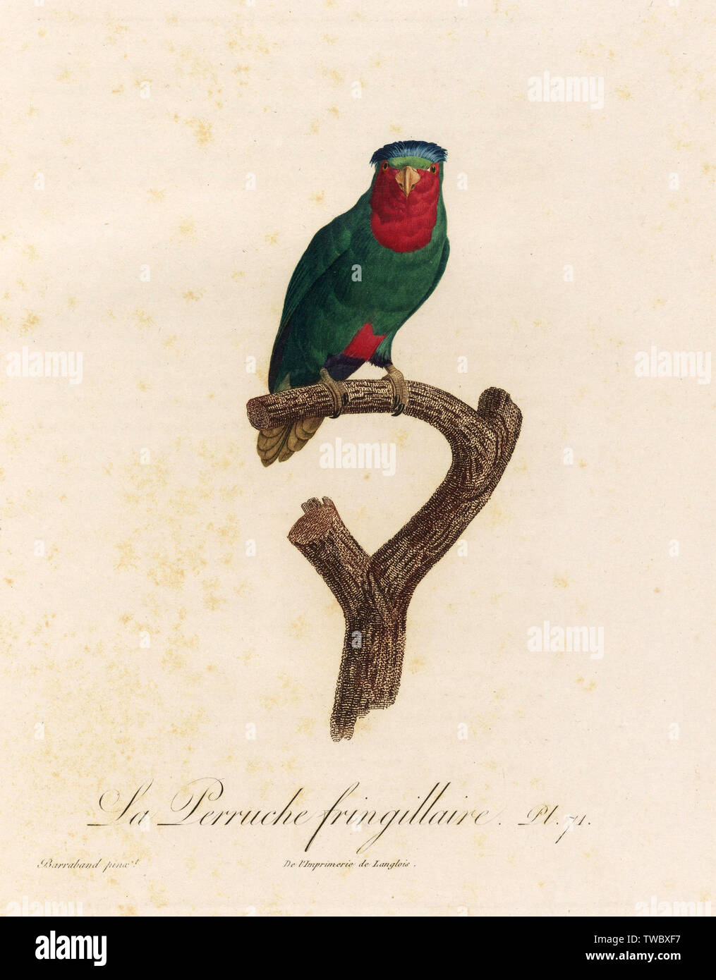 Beautiful vintage hand drawn illustrations of exotic parrots from old ...