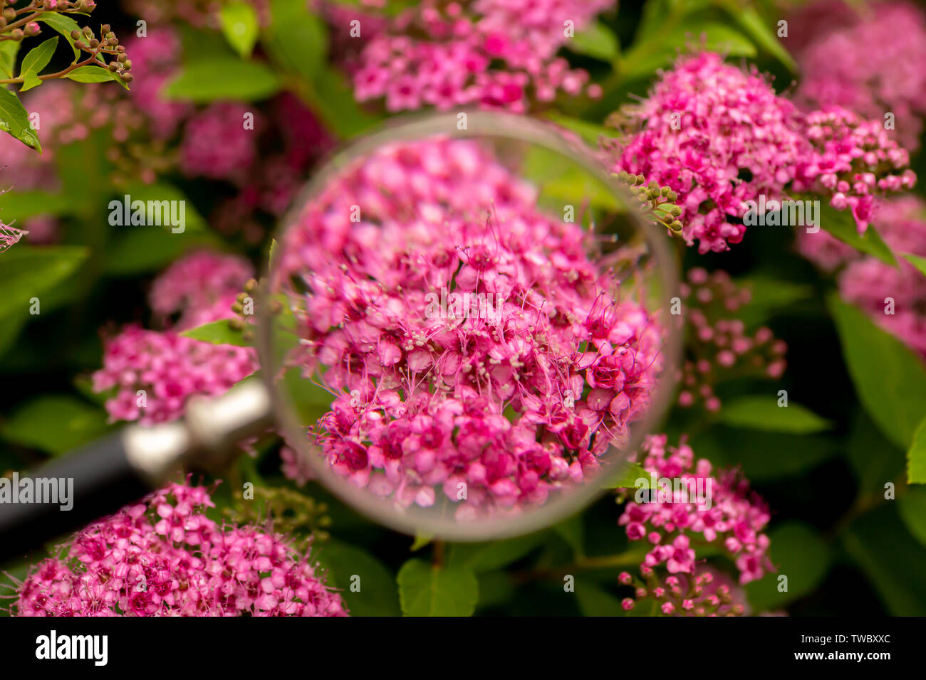 Pretty pink flowers seen through magnifying glass Stock Photo - Alamy