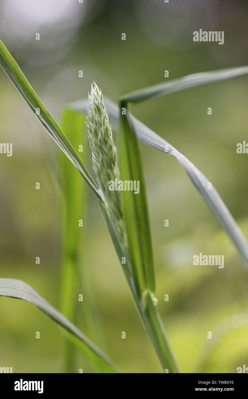 newly formed green shoots and leaves of plants in spring against a ...