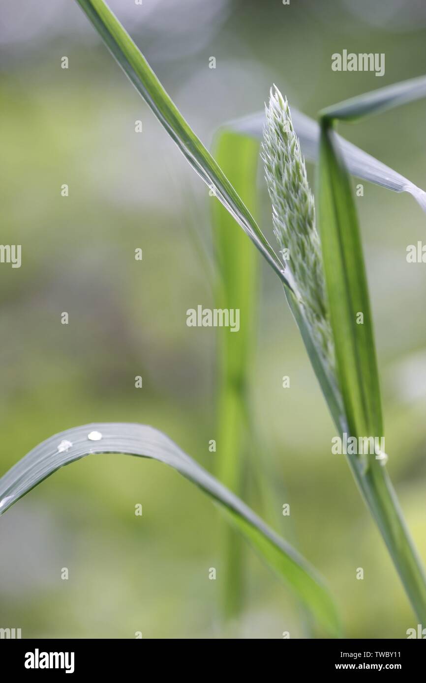 Newly growing reeds in spring hi-res stock photography and images - Alamy