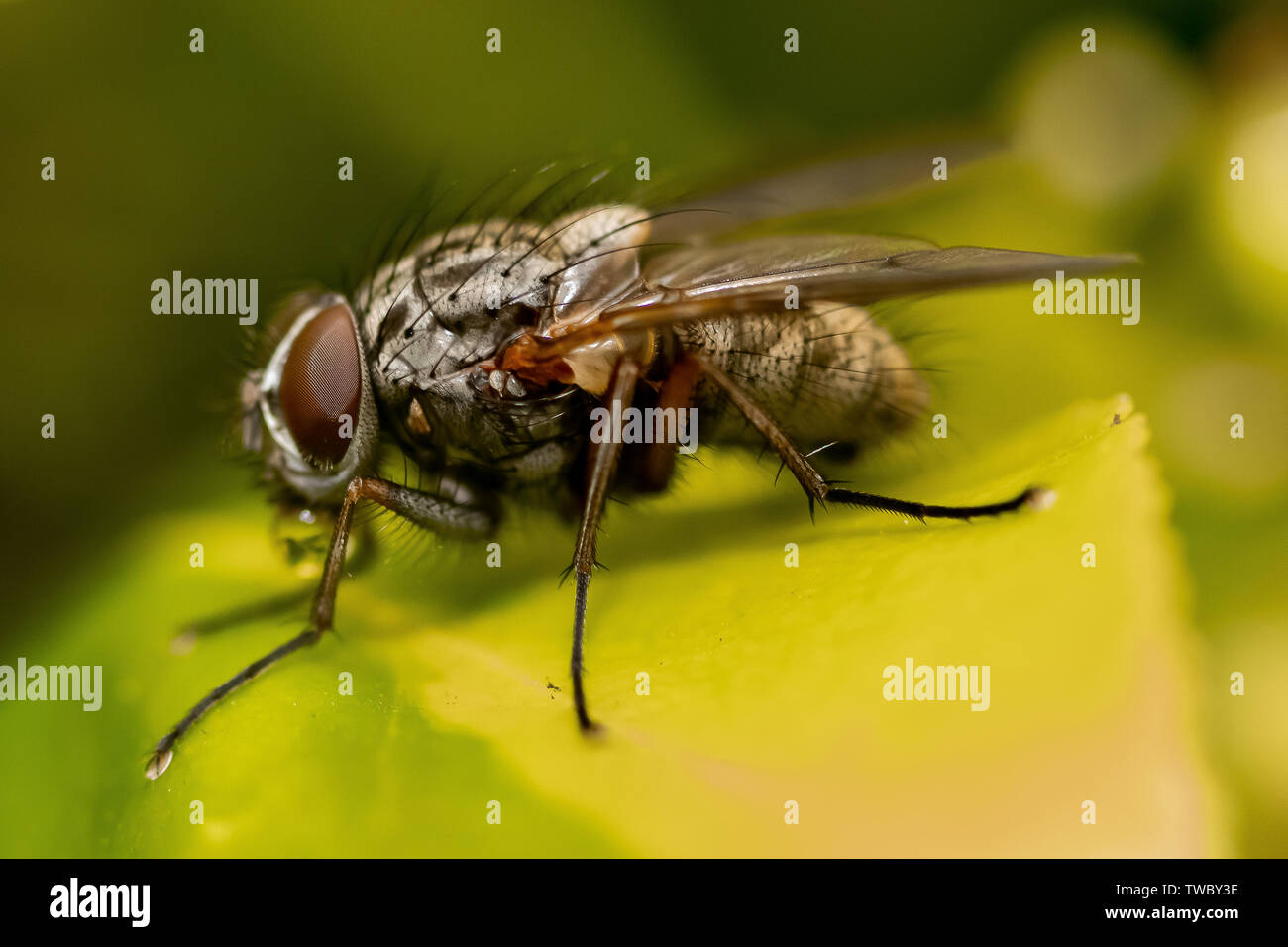 Creepy bug hi-res stock photography and images - Alamy
