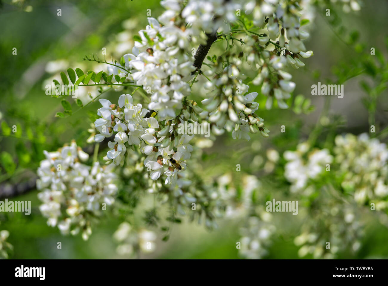 Locust tree flowers bloom, fragrant and sweet Stock Photo - Alamy