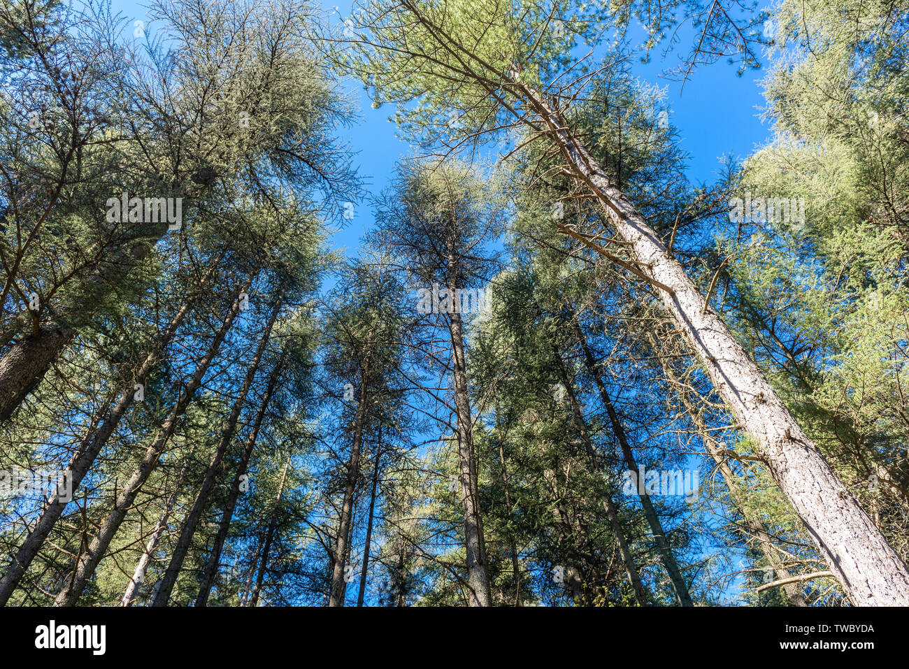 Roadside trees and clear blue skies Stock Photo - Alamy