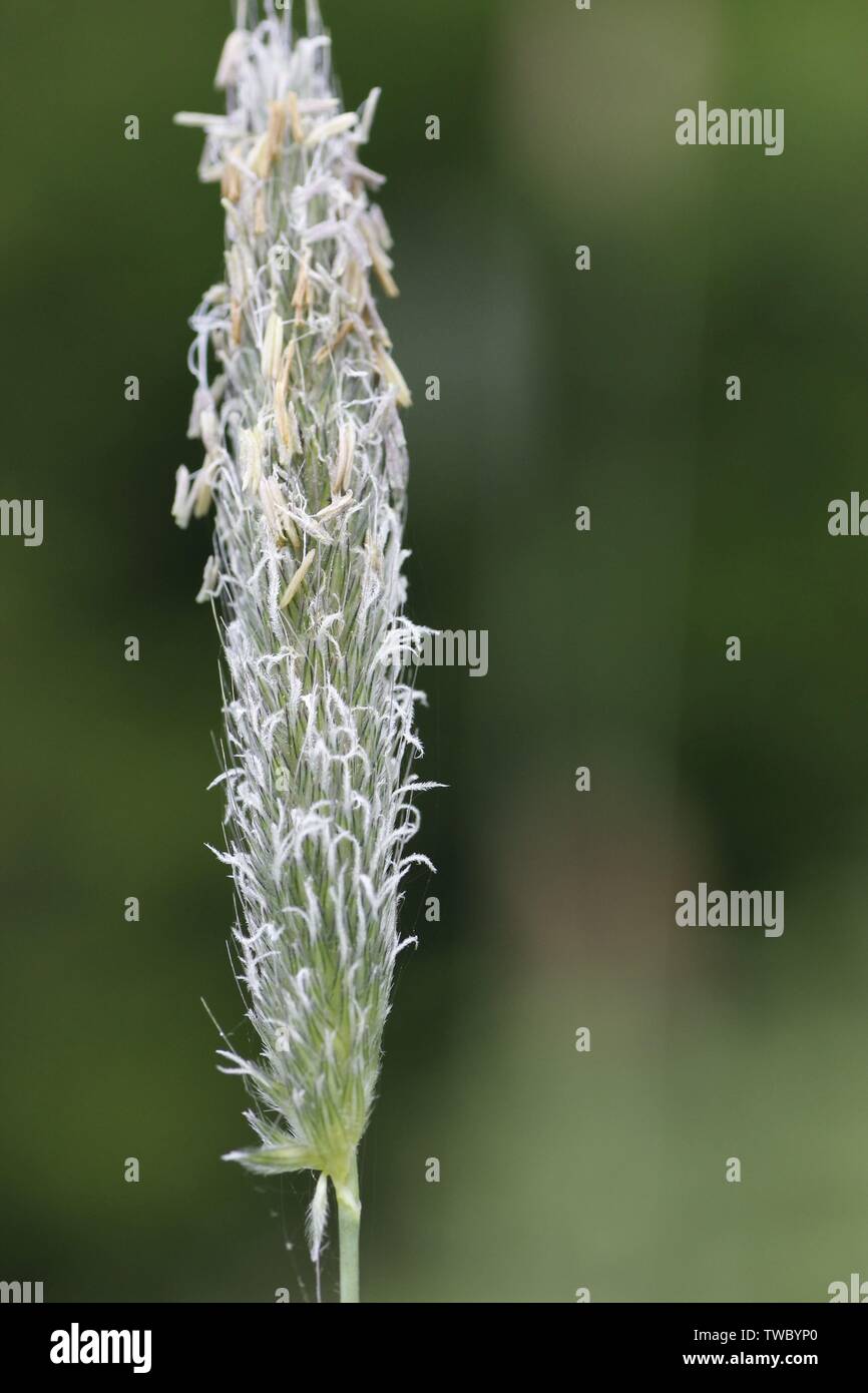 a single stem and seedhead of a grass or reed against a blurred green ...