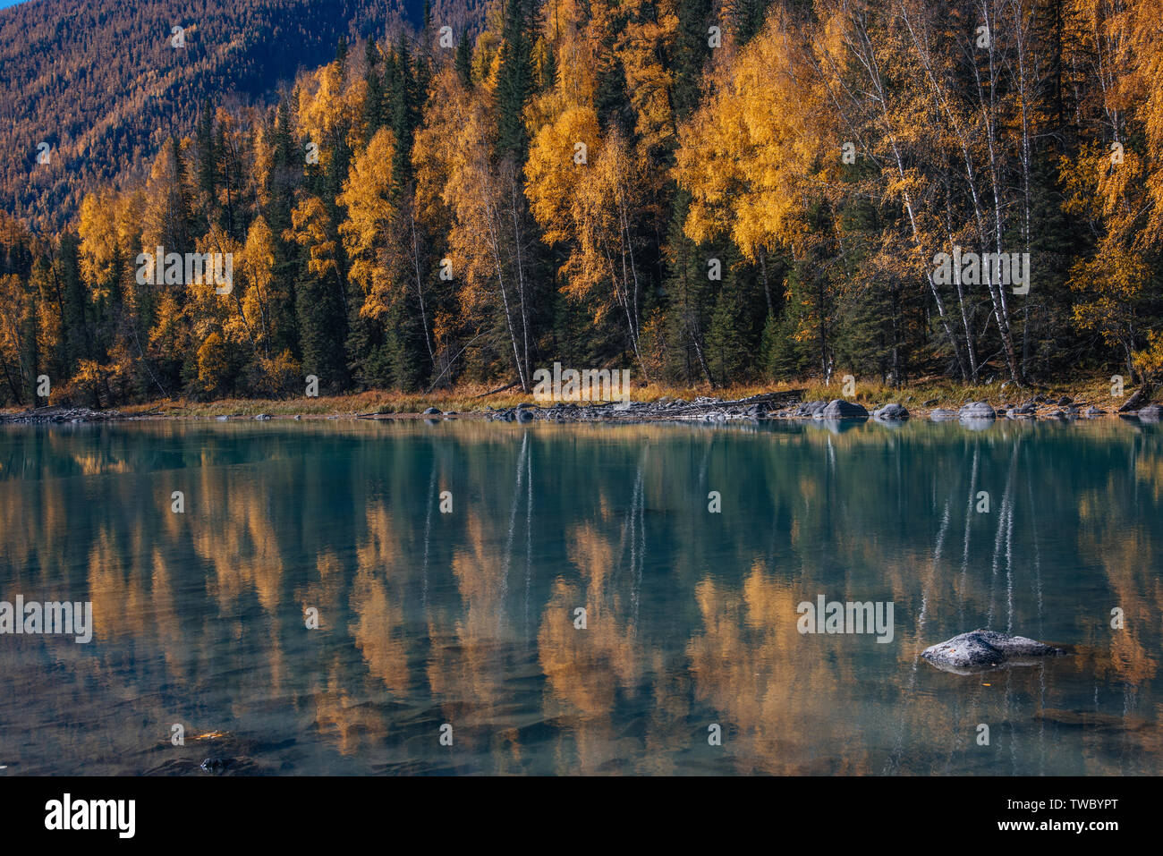 Kanas maple leaf forest Stock Photo - Alamy