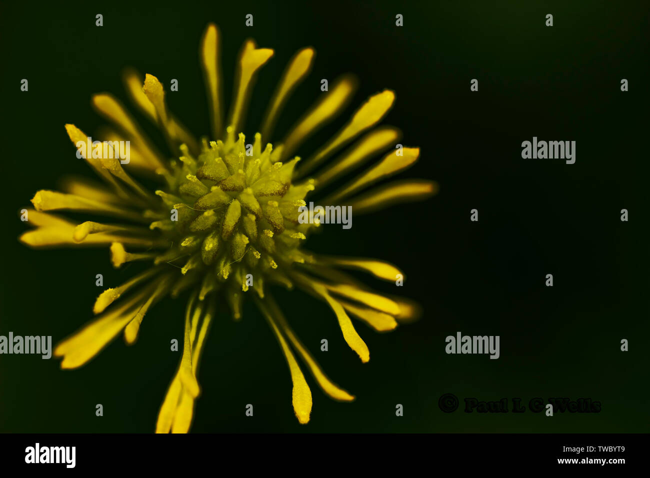 colour high contrast abstract image of a yellow flower head that ...